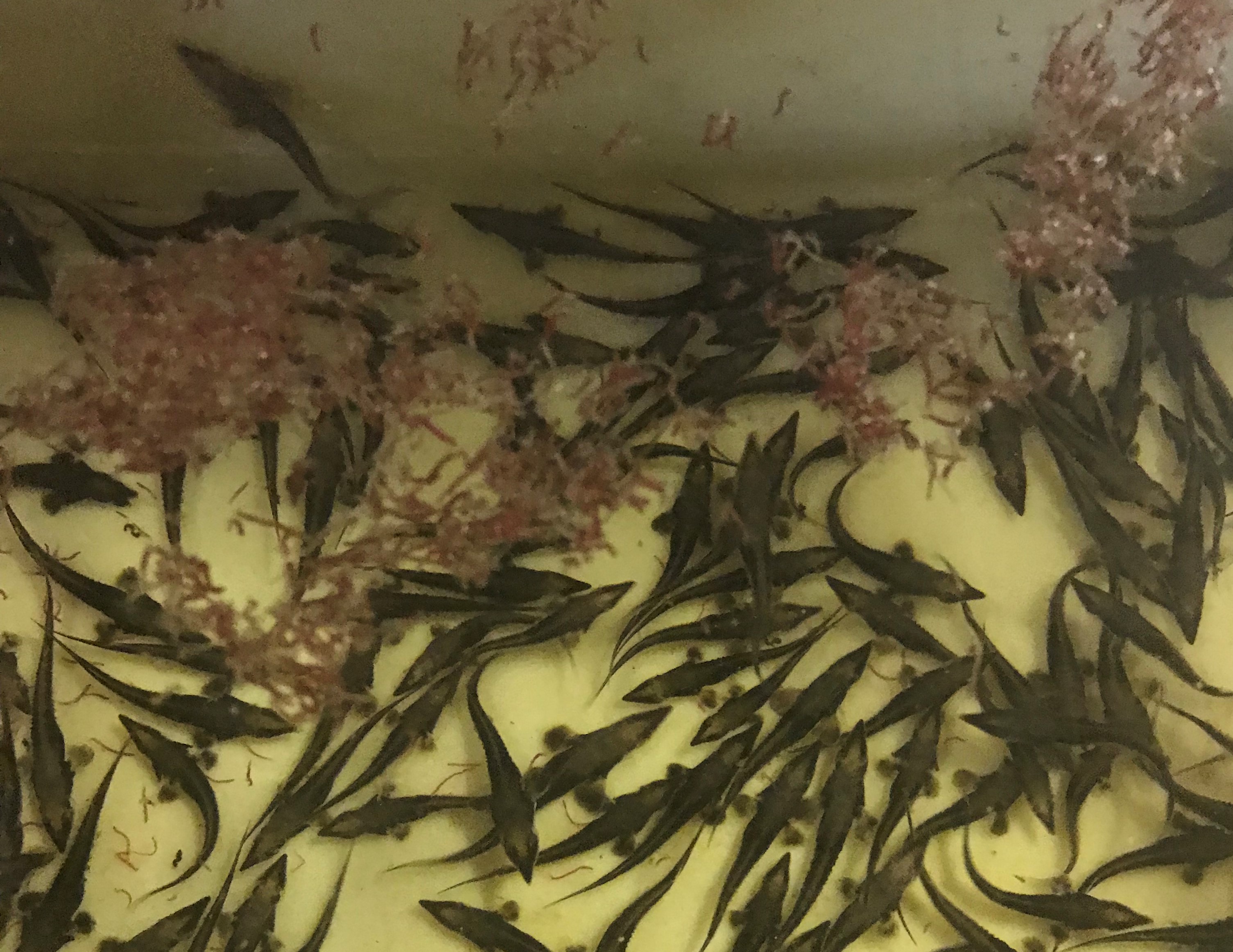 Young Lake Sturgeon At Edenton National Fish Hatchery Fws Gov